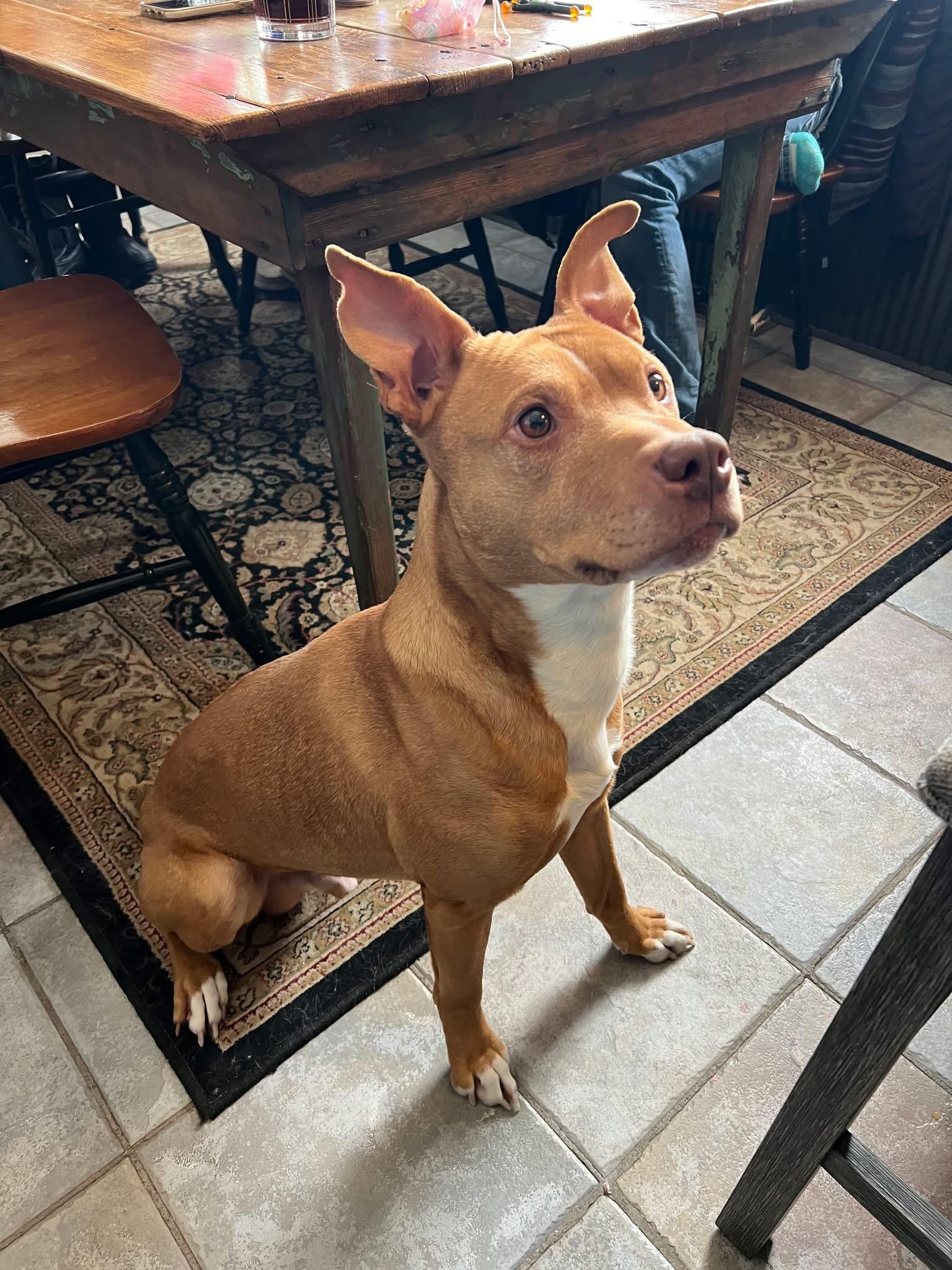 Montana Dog Adoptions: View Dogs for Adoption in Montana