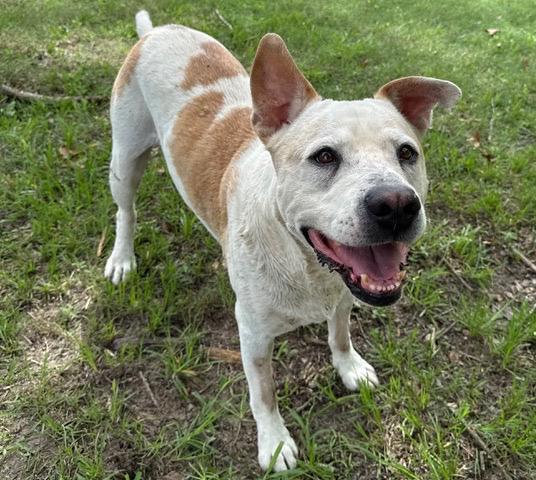 Dog for adoption - Frank, a Mixed Breed in KATY, TX | Petfinder