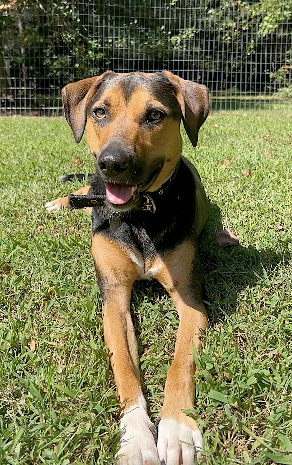 Dog for adoption - Rockin' Robin, a German Pinscher & Hound Mix in ...