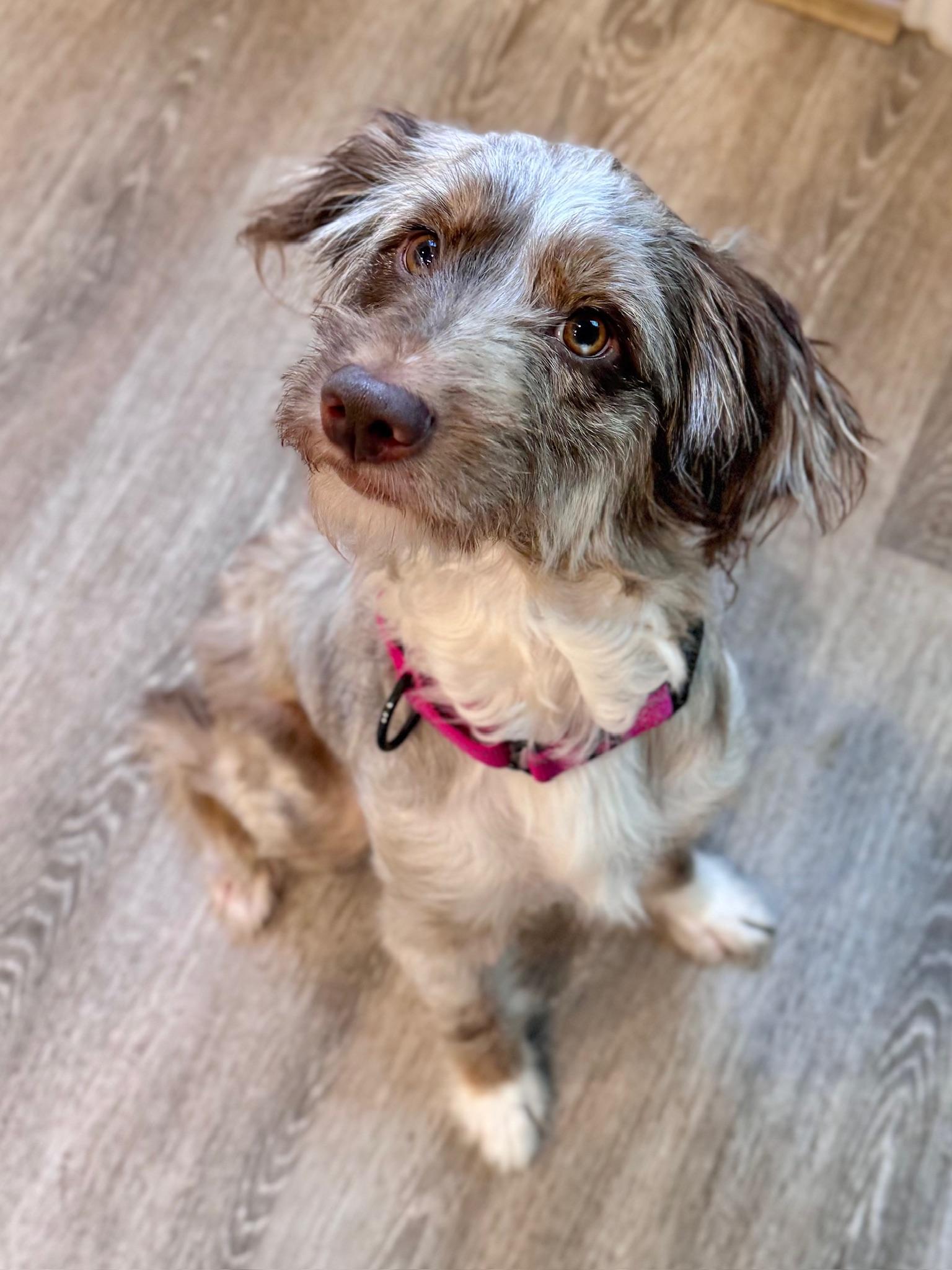 Dog for adoption - Libby, an Aussiedoodle Mix in Austin, TX | Petfinder