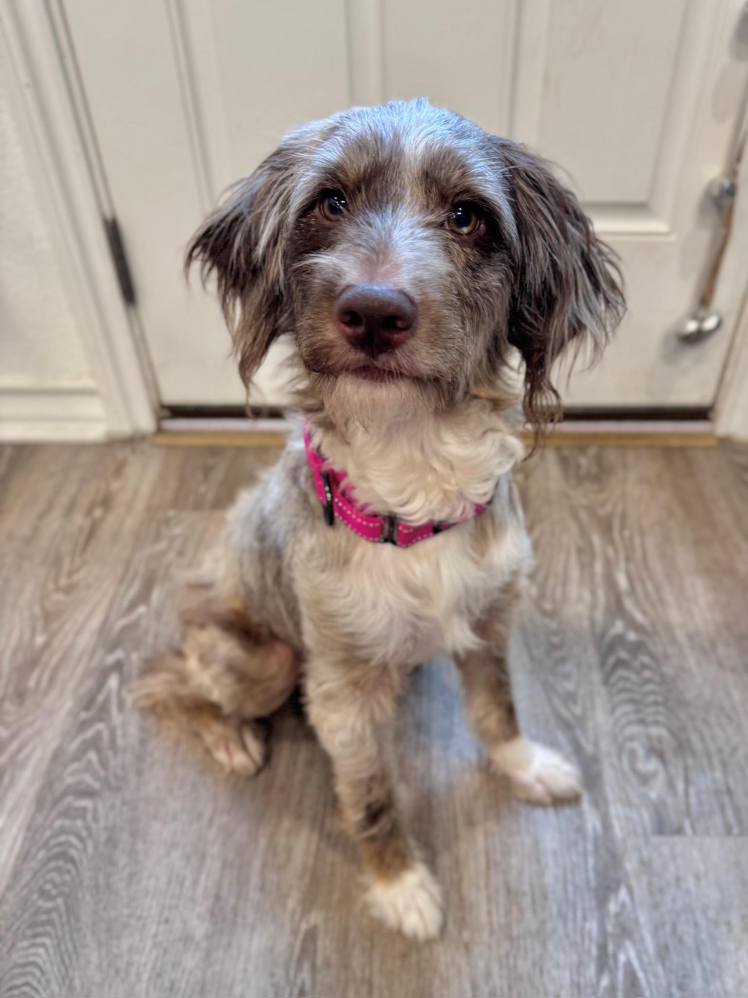 Dog for adoption - Libby, an Aussiedoodle Mix in Austin, TX | Petfinder