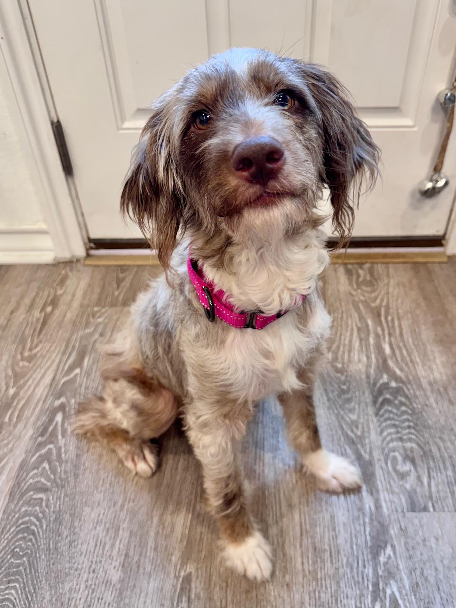 Dog for adoption - Libby, an Aussiedoodle Mix in Austin, TX | Petfinder