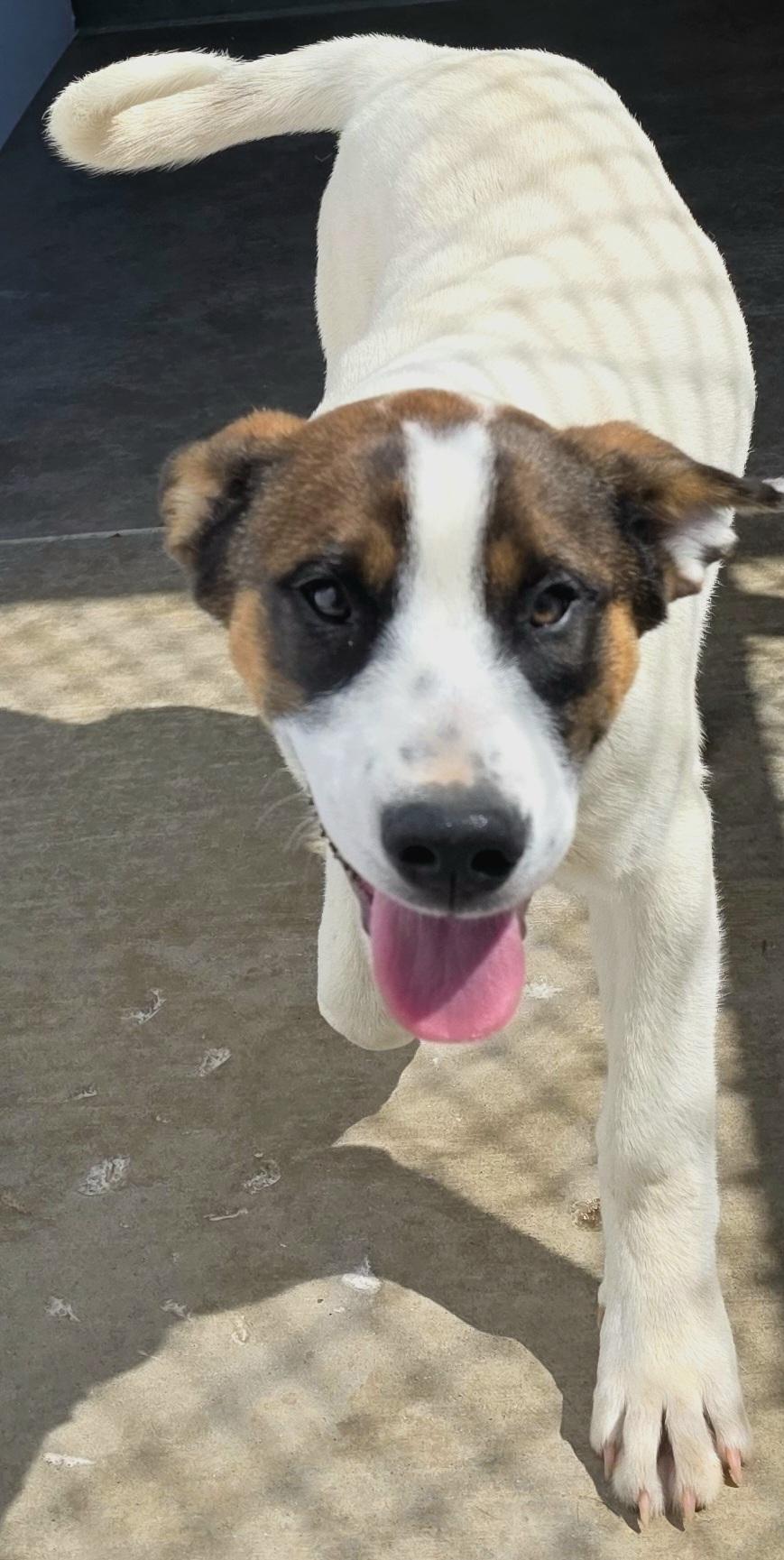 Dog for adoption - Jokey, a Great Pyrenees & Boxer Mix in Edgewood, NM ...