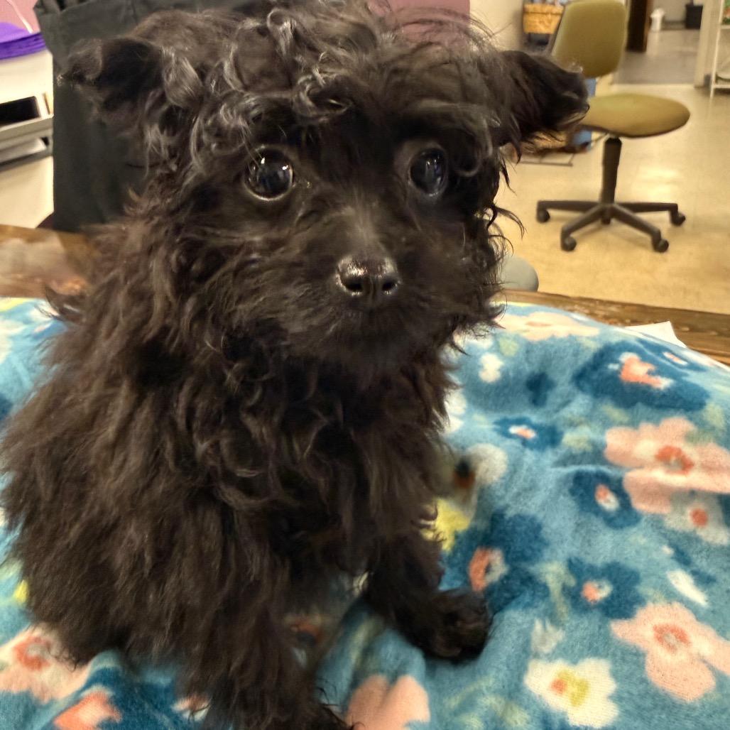 Punxy - Adoptable Pet | Petfinder | Petfinder