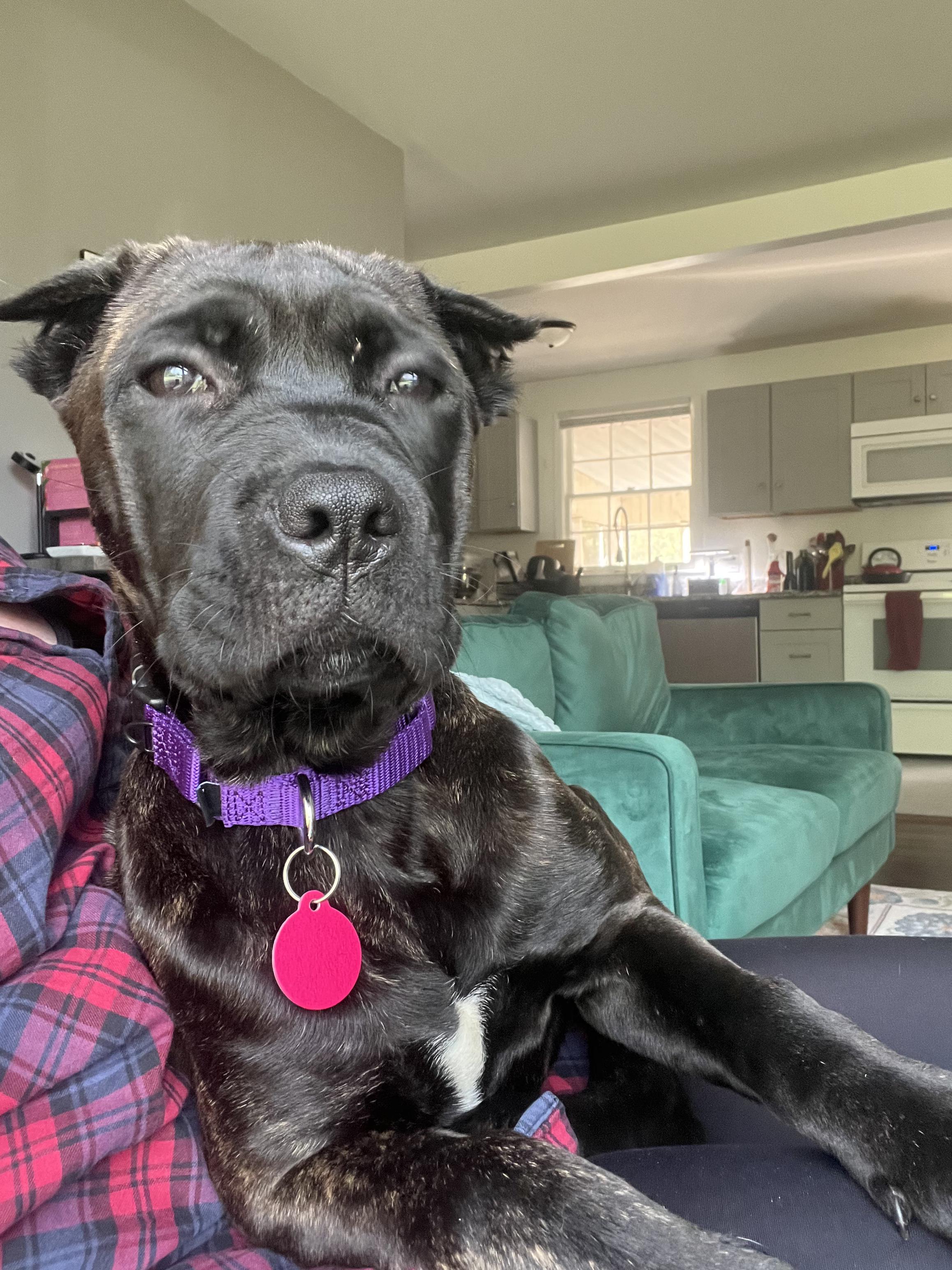 Dog for adoption - Elain, a Cane Corso in Nashville, TN | Petfinder