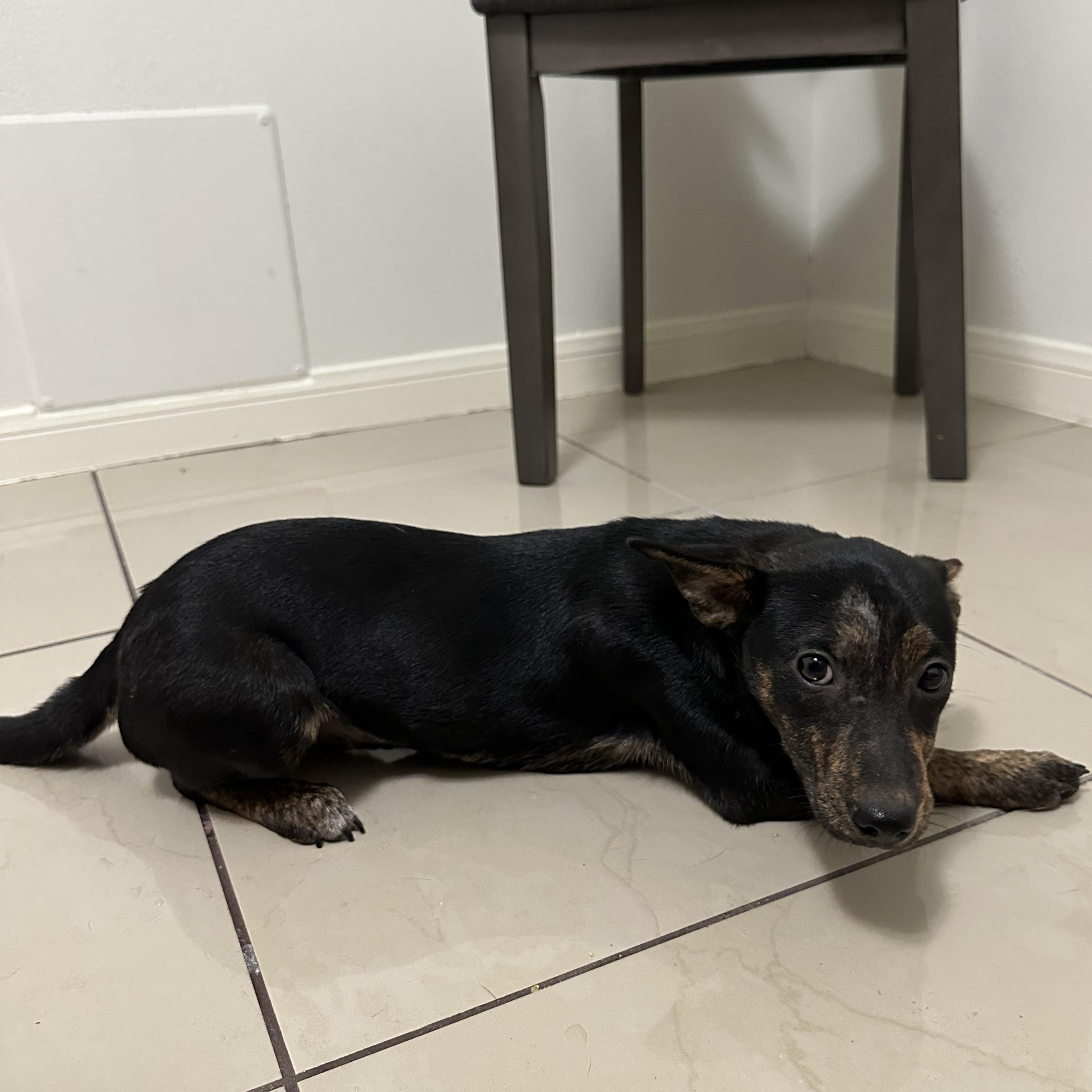 Dog for adoption - Zota, a Dachshund Mix in AKRON, OH | Petfinder