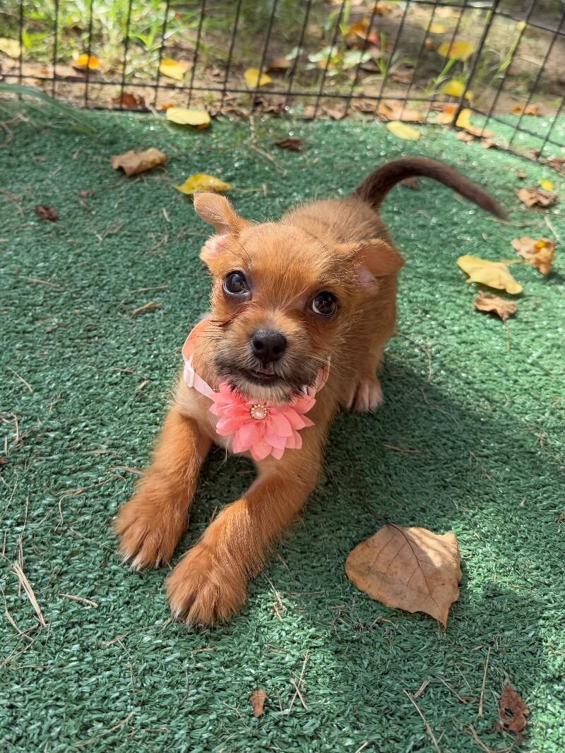 Dog for adoption - Nadi Lyon, a Chihuahua & Terrier Mix in Philadelphia ...