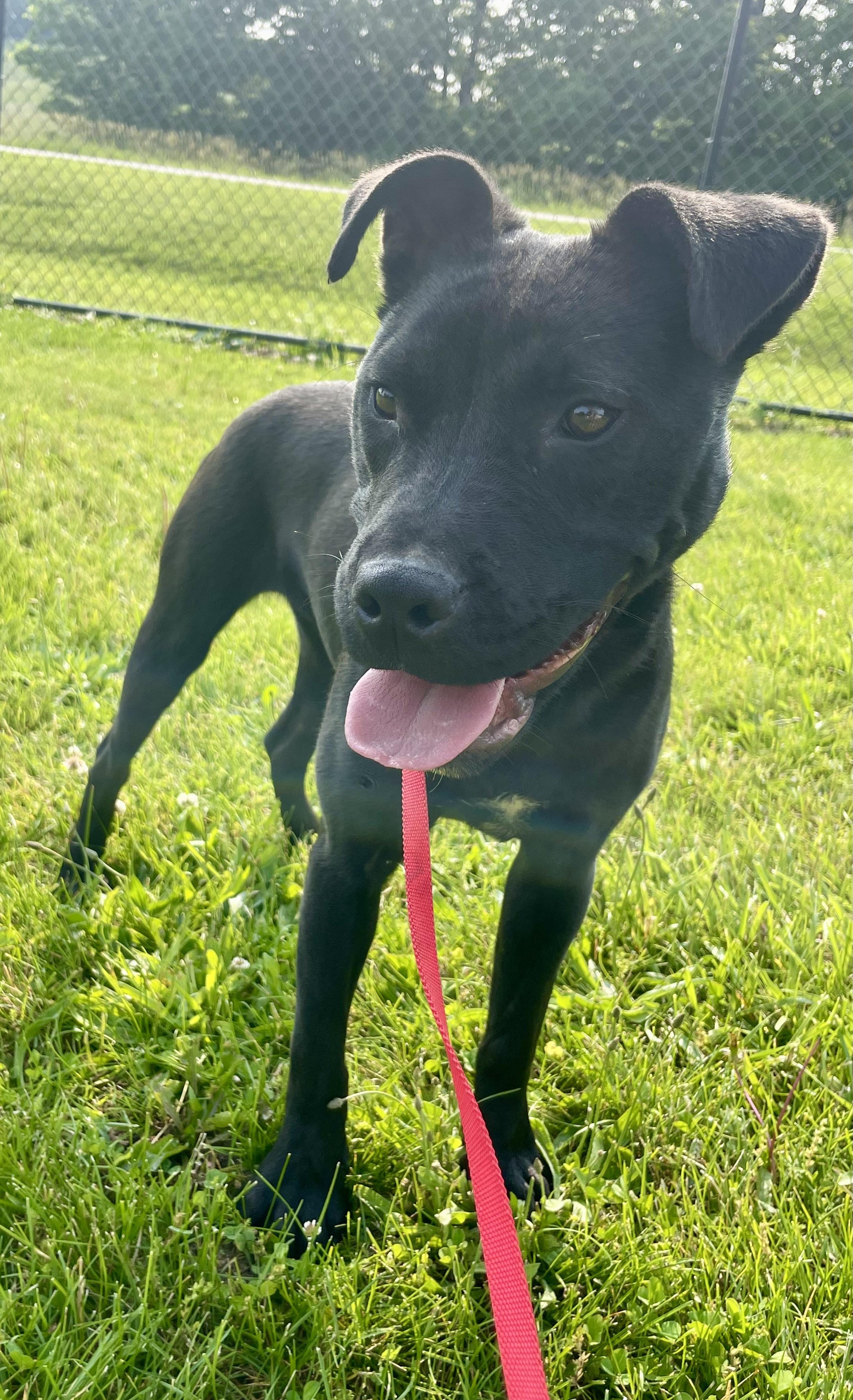 Available Dogs - The A.R.K - Animal Recycling Kennel