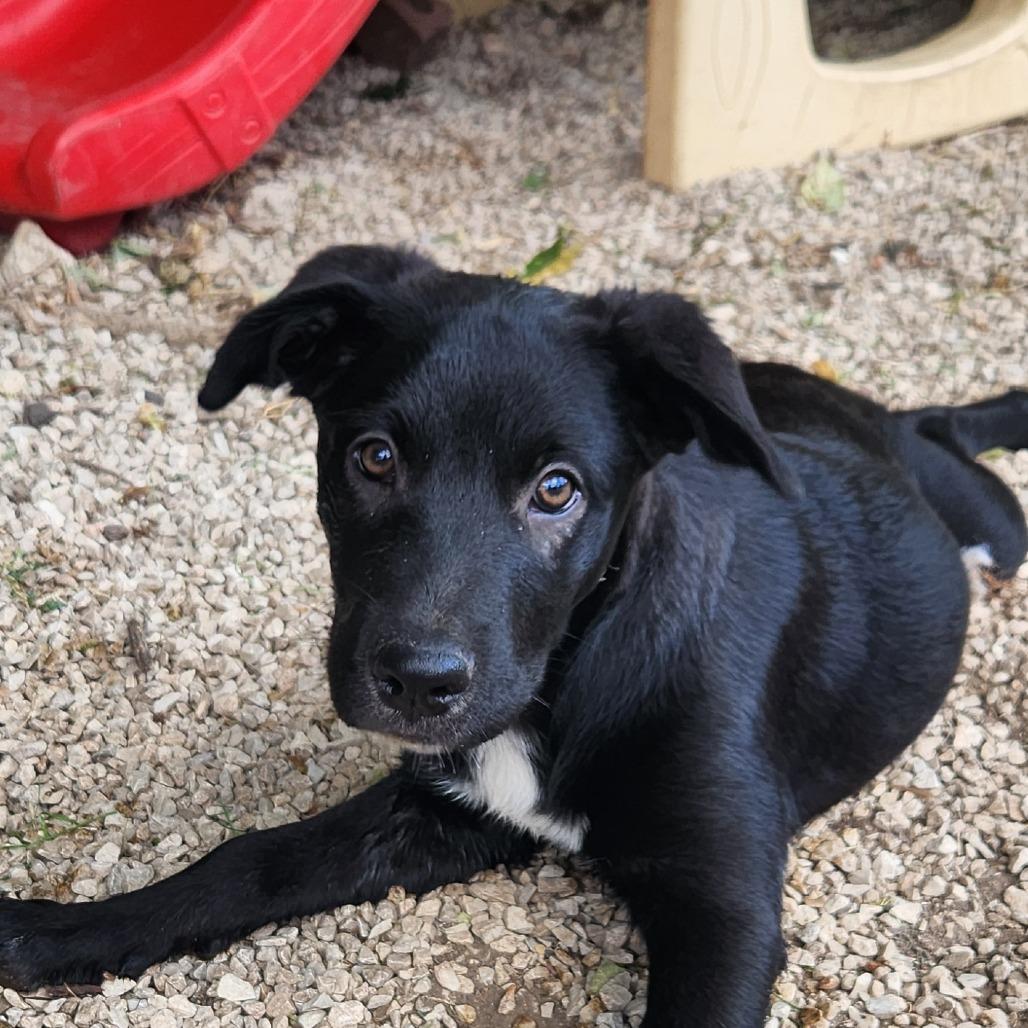 Dog for adoption - Annika AL, a Border Collie & Black Labrador ...