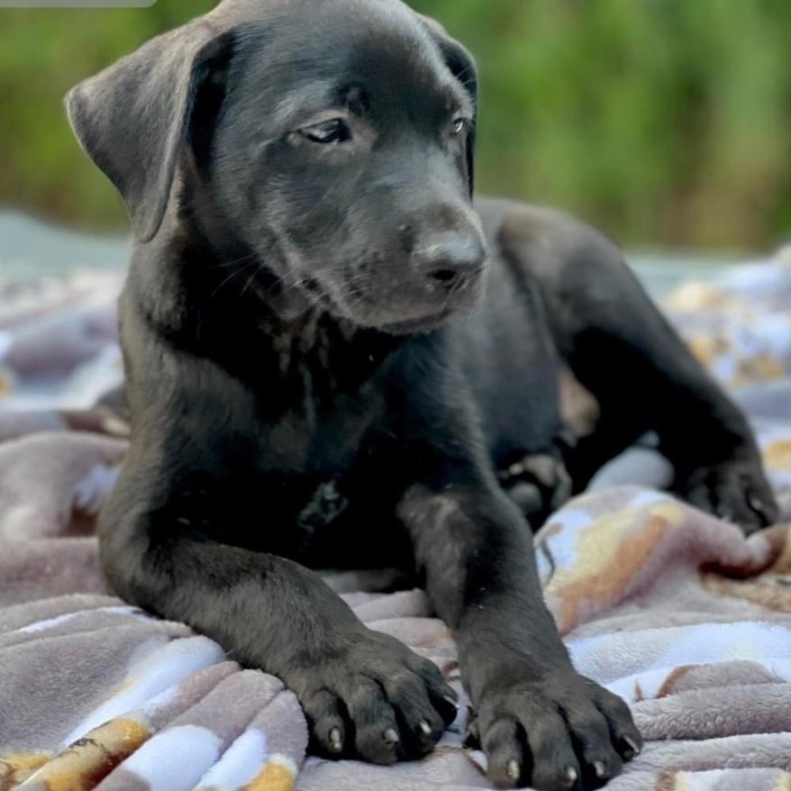 Dog for adoption - SMOKEY - in NY & Ready for a Meet & Greet!, a ...