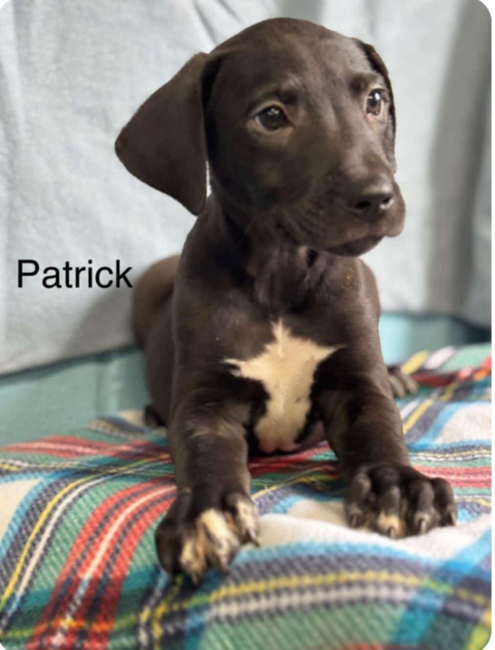 Dog for adoption - Patrick, a Labrador Retriever Mix in abingdon, MD ...