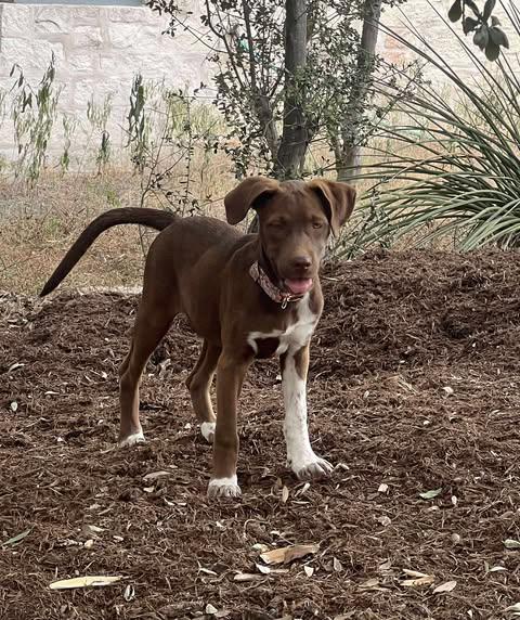 Dog for adoption - Charlize, a Pointer Mix in Crum Lynne, PA | Petfinder