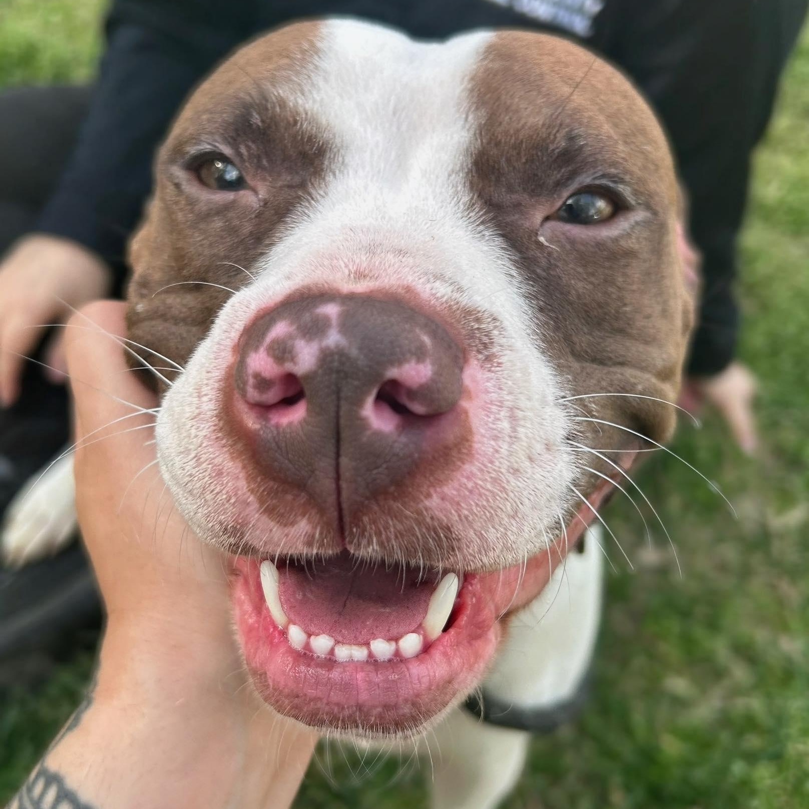 Dog for adoption - Penny, a Pit Bull Terrier in Ashland, VA | Petfinder