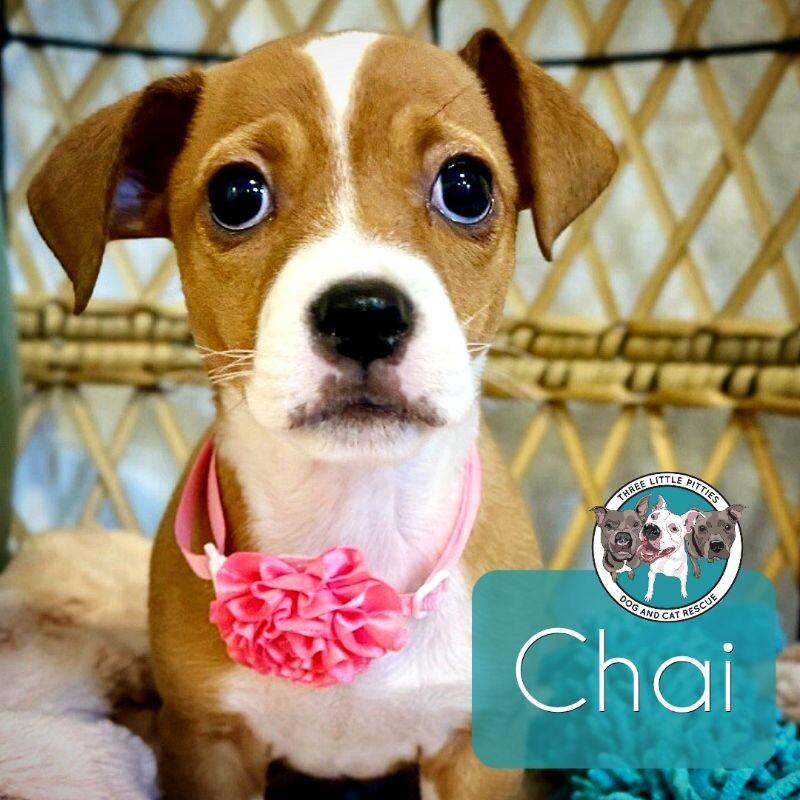 Dog for adoption - Chai Wiggleflops, a Labrador Retriever & Pit Bull ...