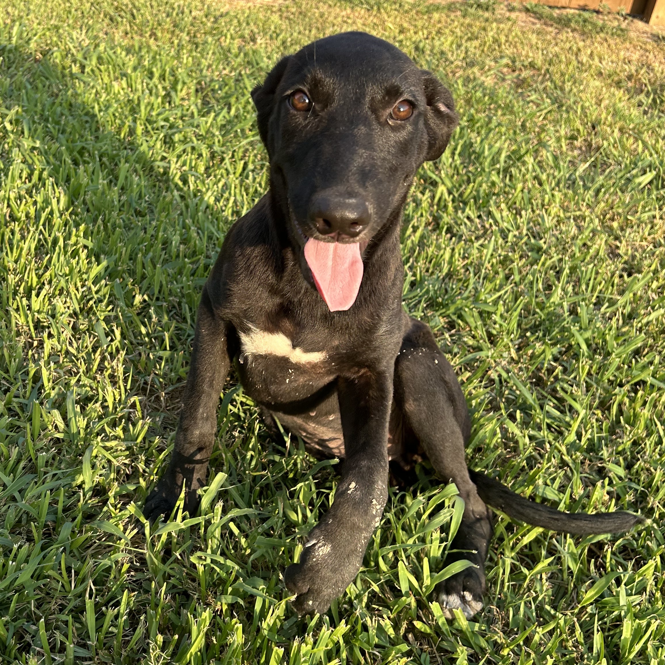Dog for adoption - Finley, a Labrador Retriever in Short Hills, NJ ...