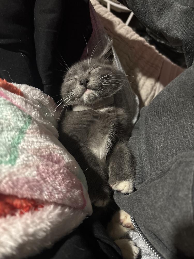 Adopt Mr. Plaws in DELTONA | Russian Blue, Domestic Short Hair cat | Buddy