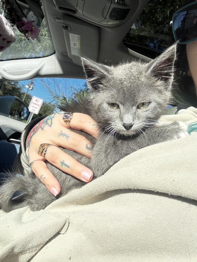 Adopt Mr. Plaws in DELTONA | Russian Blue, Domestic Short Hair cat | Buddy