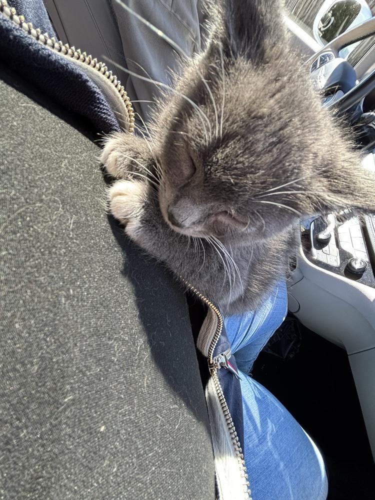 Adopt Mr. Plaws in DELTONA | Russian Blue, Domestic Short Hair cat | Buddy