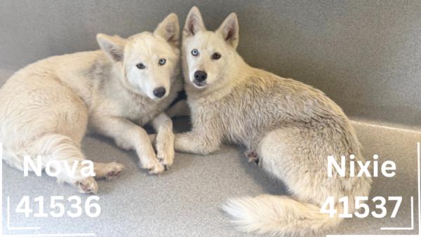 Dog for adoption - Nellie, Nova, Nixie, a Husky Mix in Bainbridge, GA ...