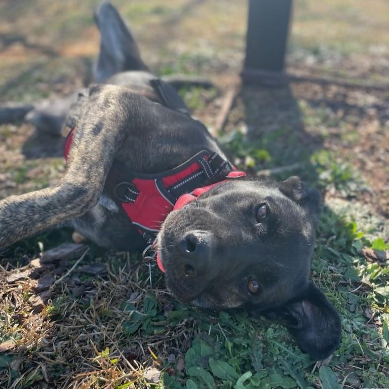 Dog for adoption - Billie, a Shepherd & Labrador Retriever Mix in Pound ...