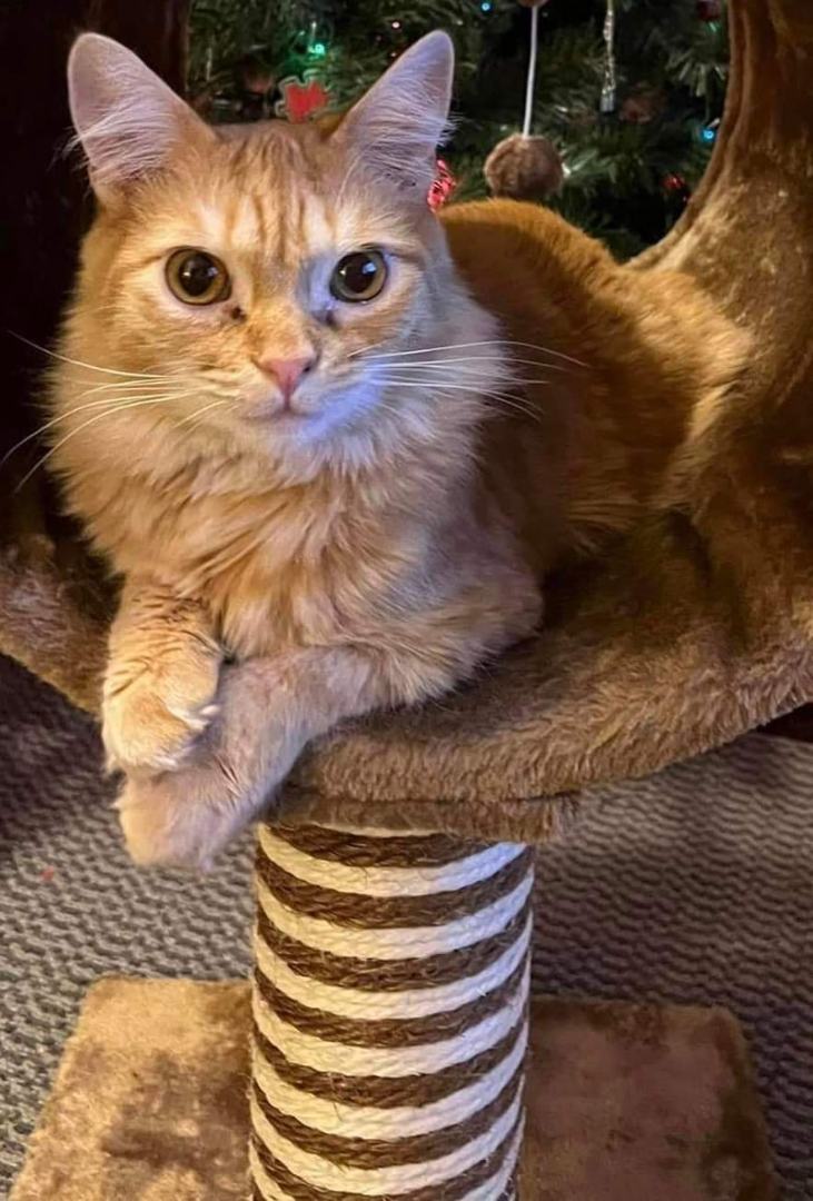 Cat for adoption - Neemoe, a Domestic Medium Hair in Battle Ground, IN ...