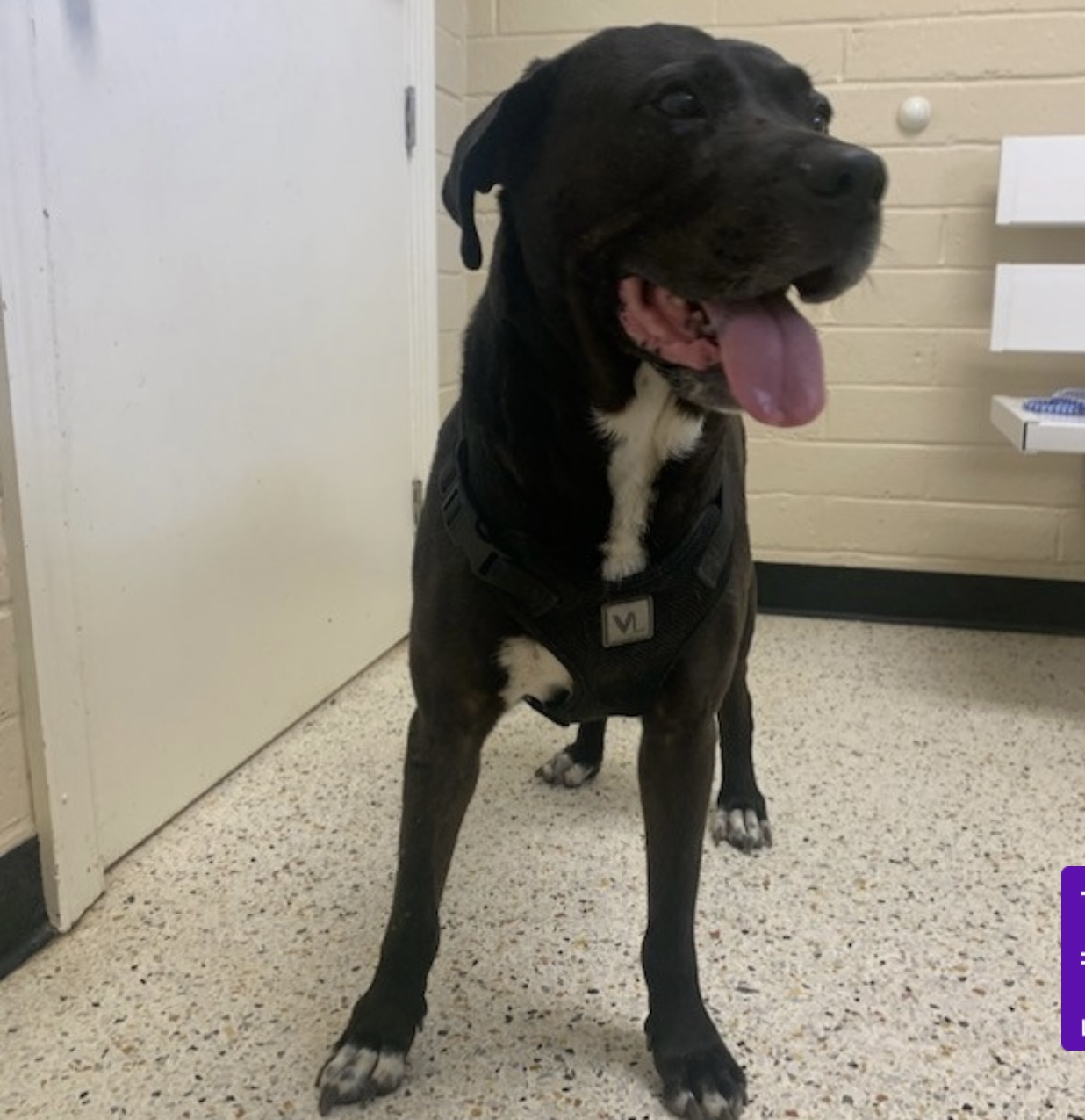 Maine Dog Adoptions | Dogs for Adoption in ME