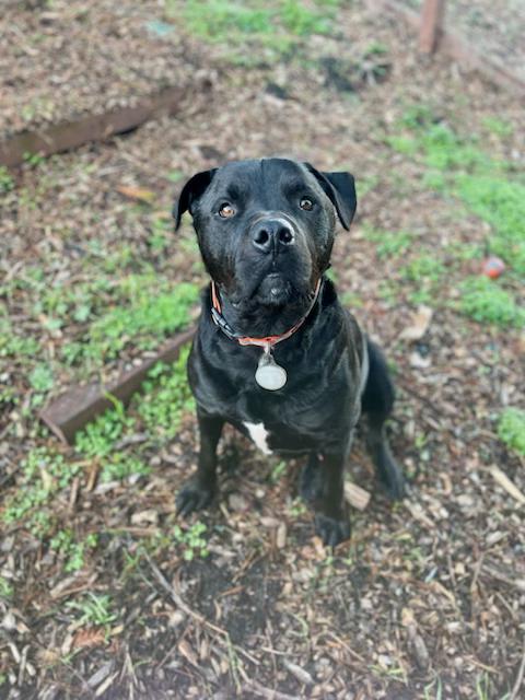 Dog for adoption - Oscar, a Black Labrador Retriever & Rottweiler Mix ...