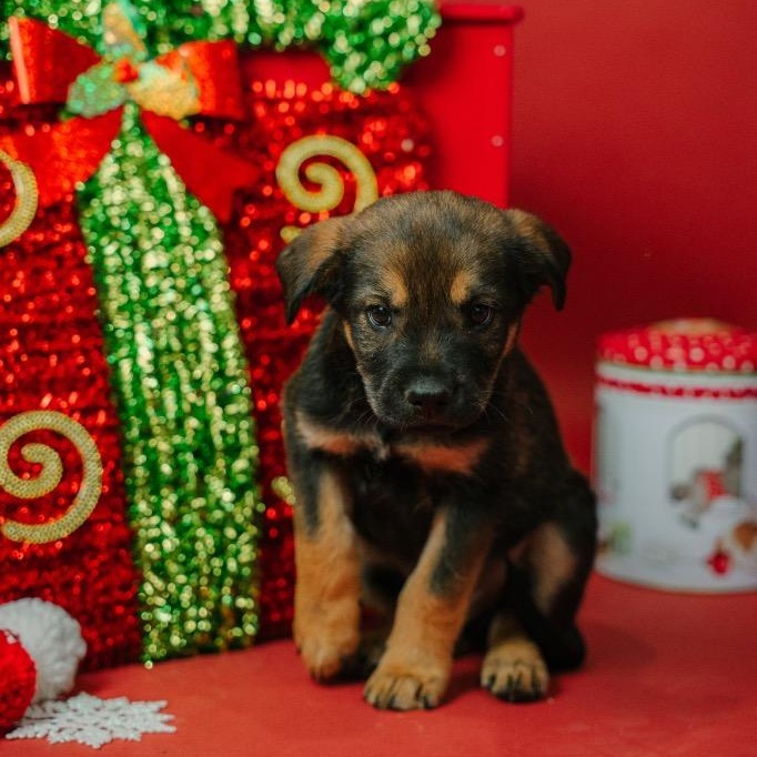 Dog for adoption - Hubble, a Mixed Breed in Rockford, IL | Petfinder