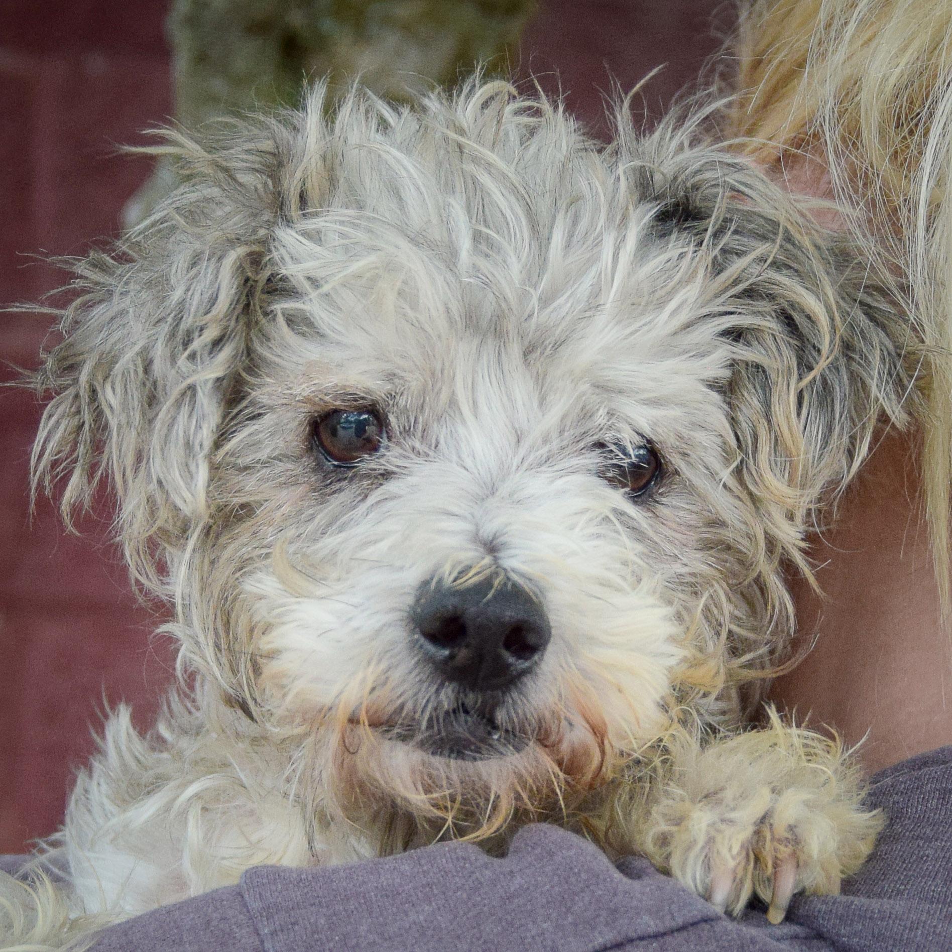 Dog for adoption - Blake, a Schnauzer & Wirehaired Terrier Mix in ...