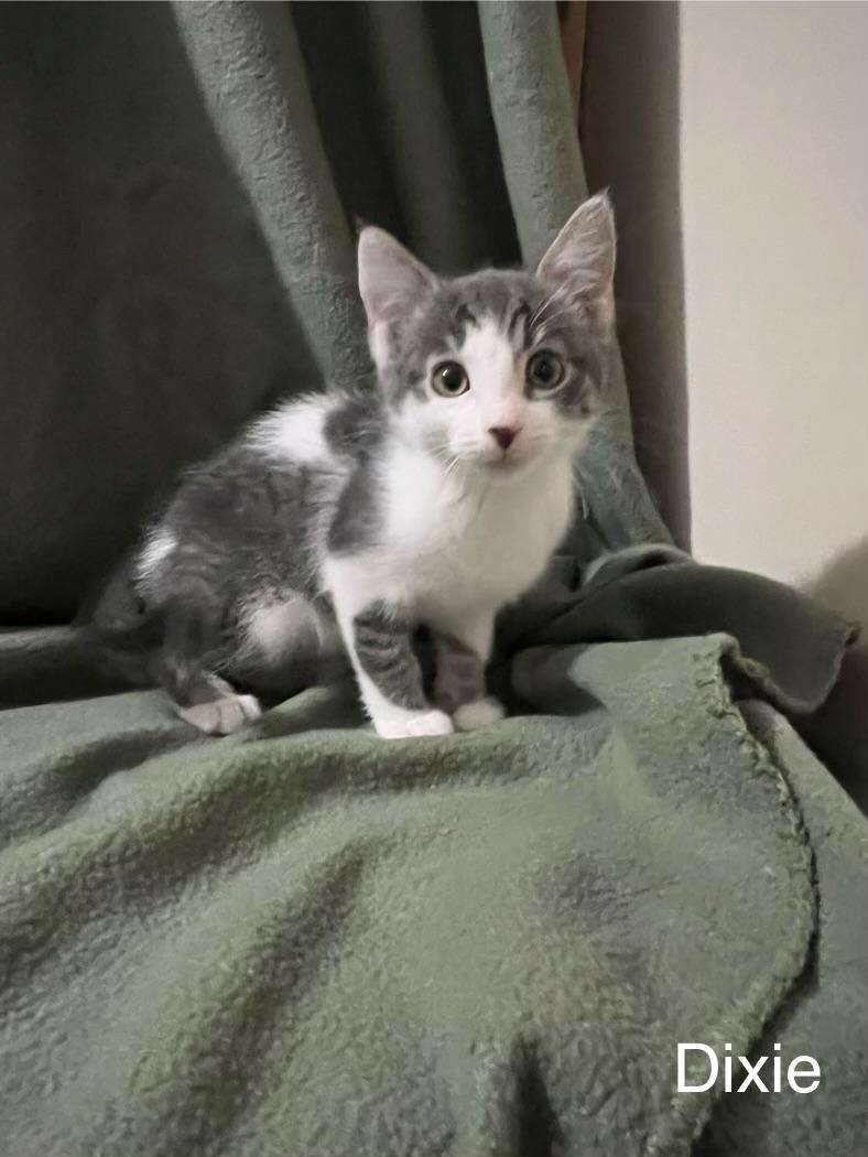 Cat for adoption - Dixie, a Domestic Short Hair in Blaine, MN | Petfinder