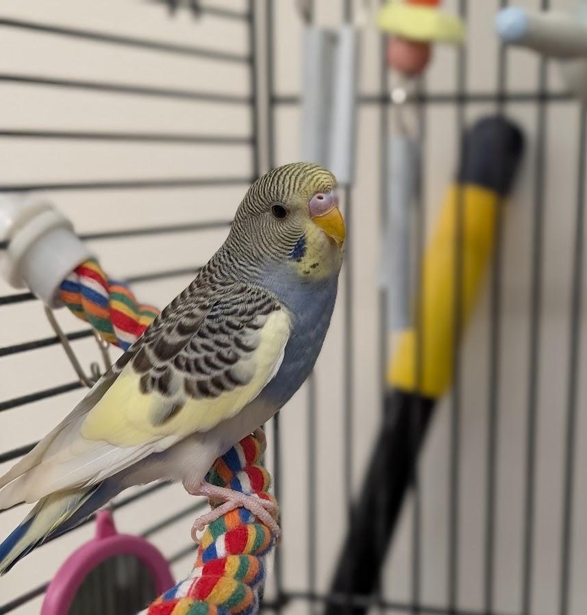 Parakeet for adoption - Soda, a Parakeet (Other) in Coquitlam, BC | Petfinder