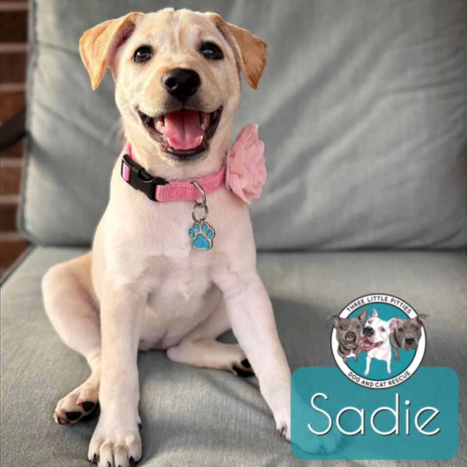 Dog for adoption - Sadie Rae Dixie, a Labrador Retriever & Chihuahua ...