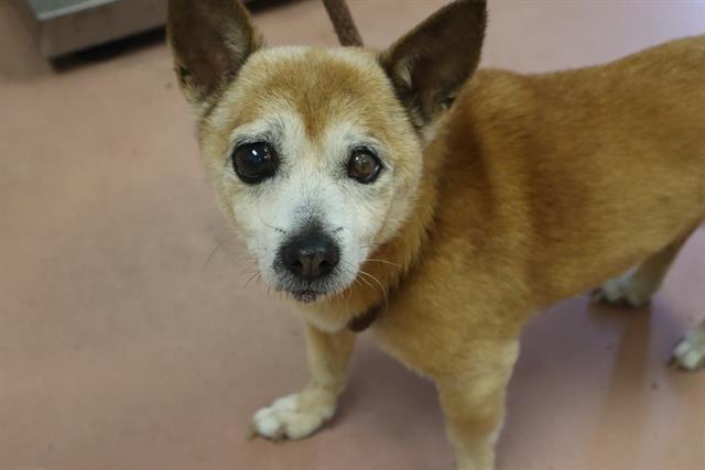 COCO - Adoptable Pet | Petfinder | Petfinder