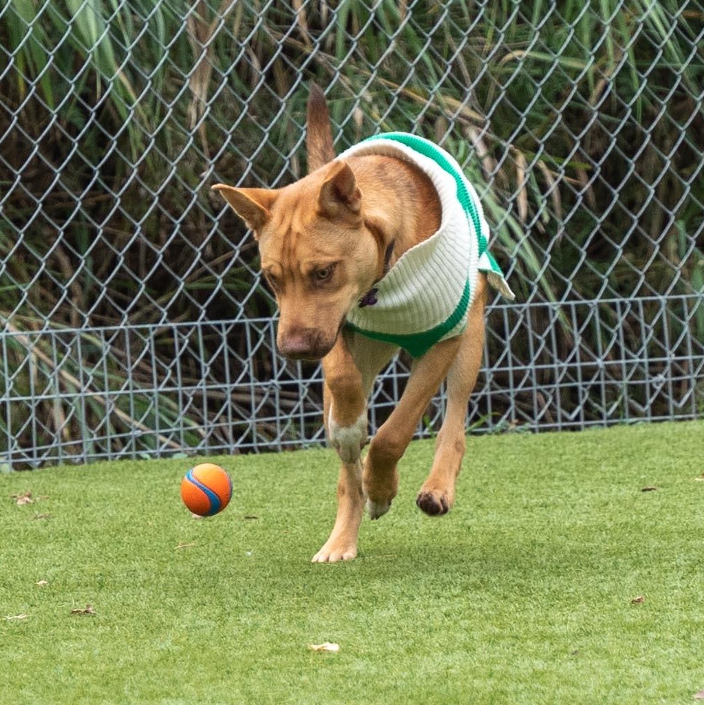 Dog for adoption - Butch, an American Staffordshire Terrier & Husky Mix ...