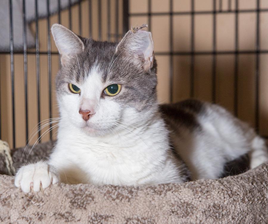 Cat for adoption - Neener, a Domestic Short Hair in Paramus, NJ | Petfinder