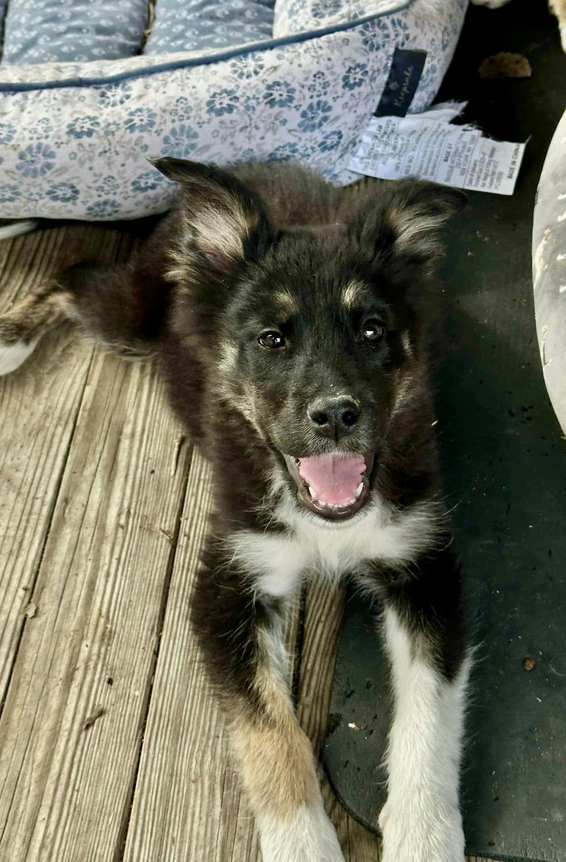 Dog for adoption - Fern, a Husky Mix in Houston, TX | Petfinder