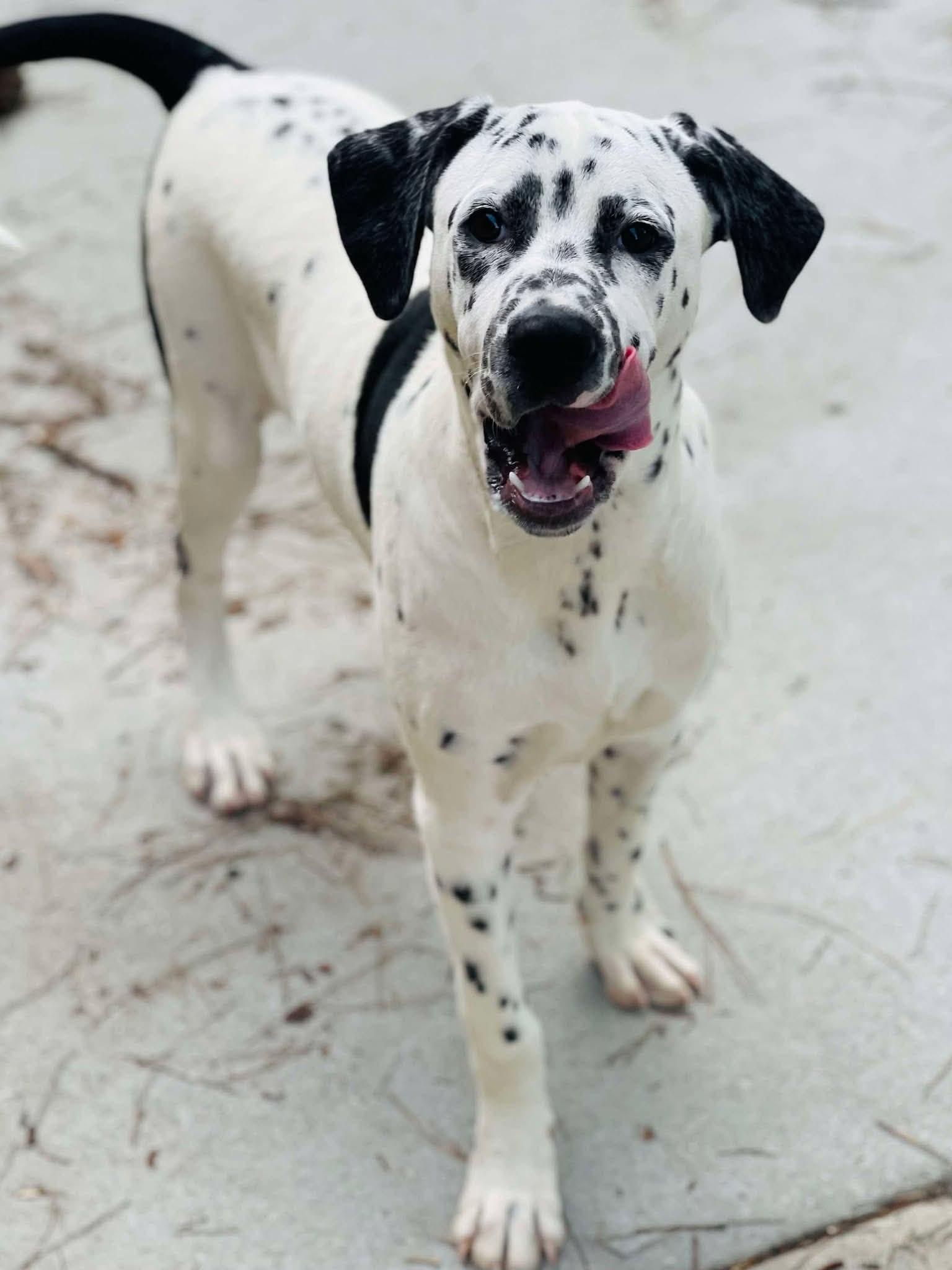 Dog for adoption - Michael, a Dalmatian in Manlius, NY | Petfinder
