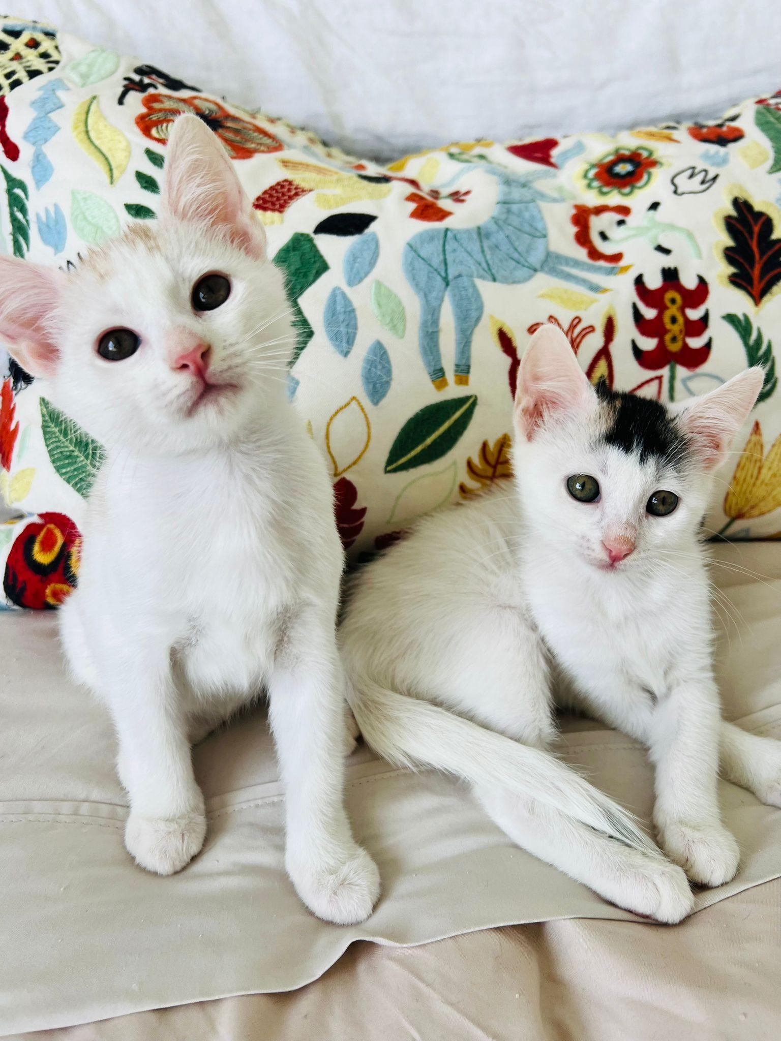 Cat for adoption - Archie and Lilibet, a Domestic Short Hair in Miami Beach, FL | Petfinder