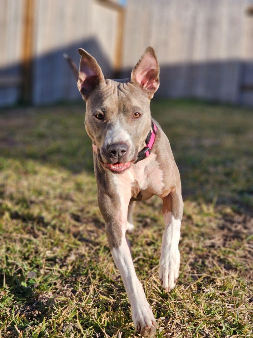 Dog for adoption - Kala, a Staffordshire Bull Terrier Mix in Staten ...