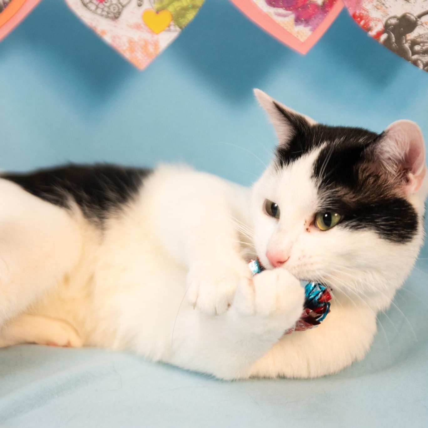 Cat for adoption - Darrell, a Domestic Short Hair in Minneapolis, MN ...