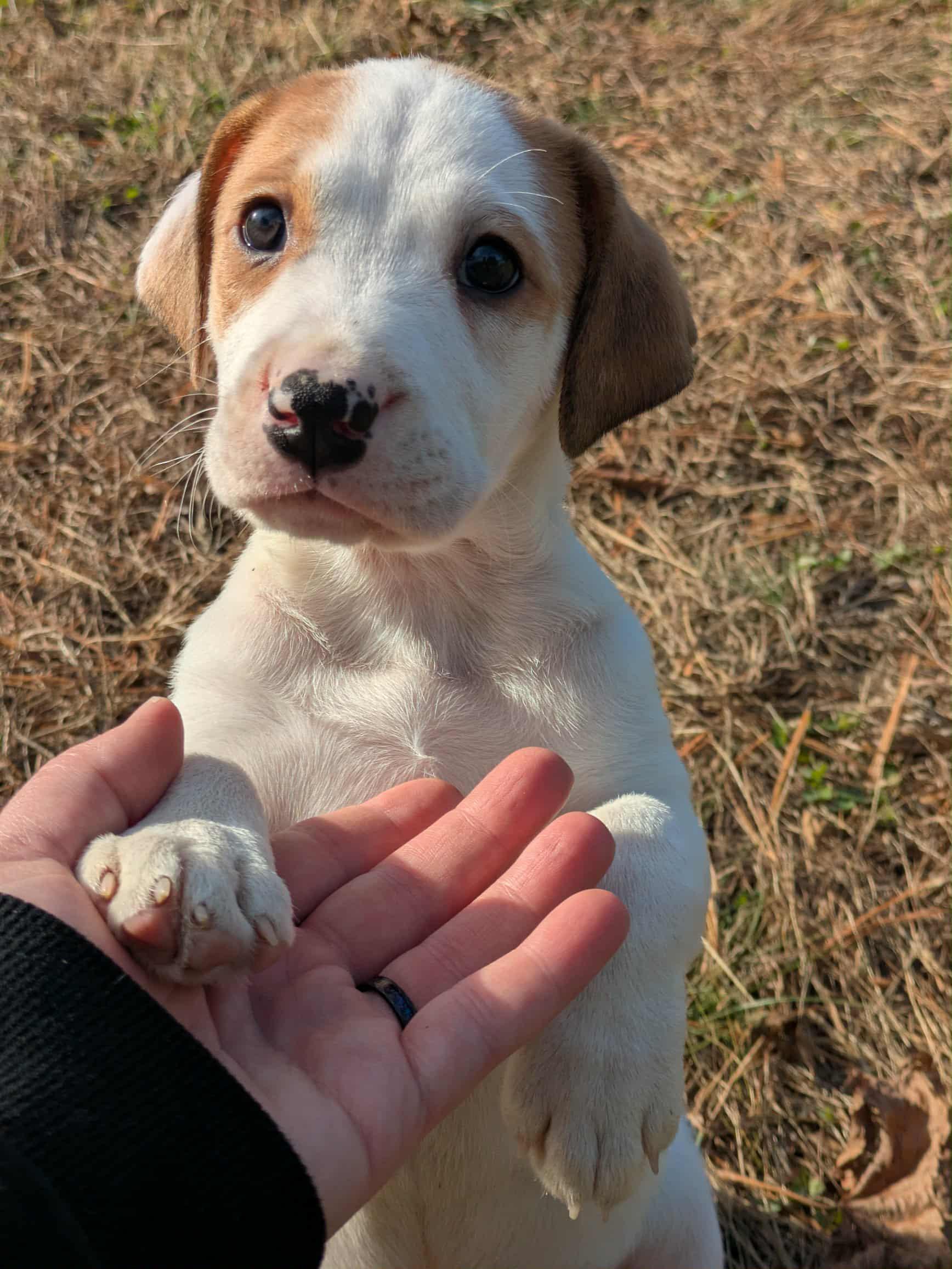 Dog for adoption - Diego (Penny's Puppies), a Labrador Retriever Mix in ...