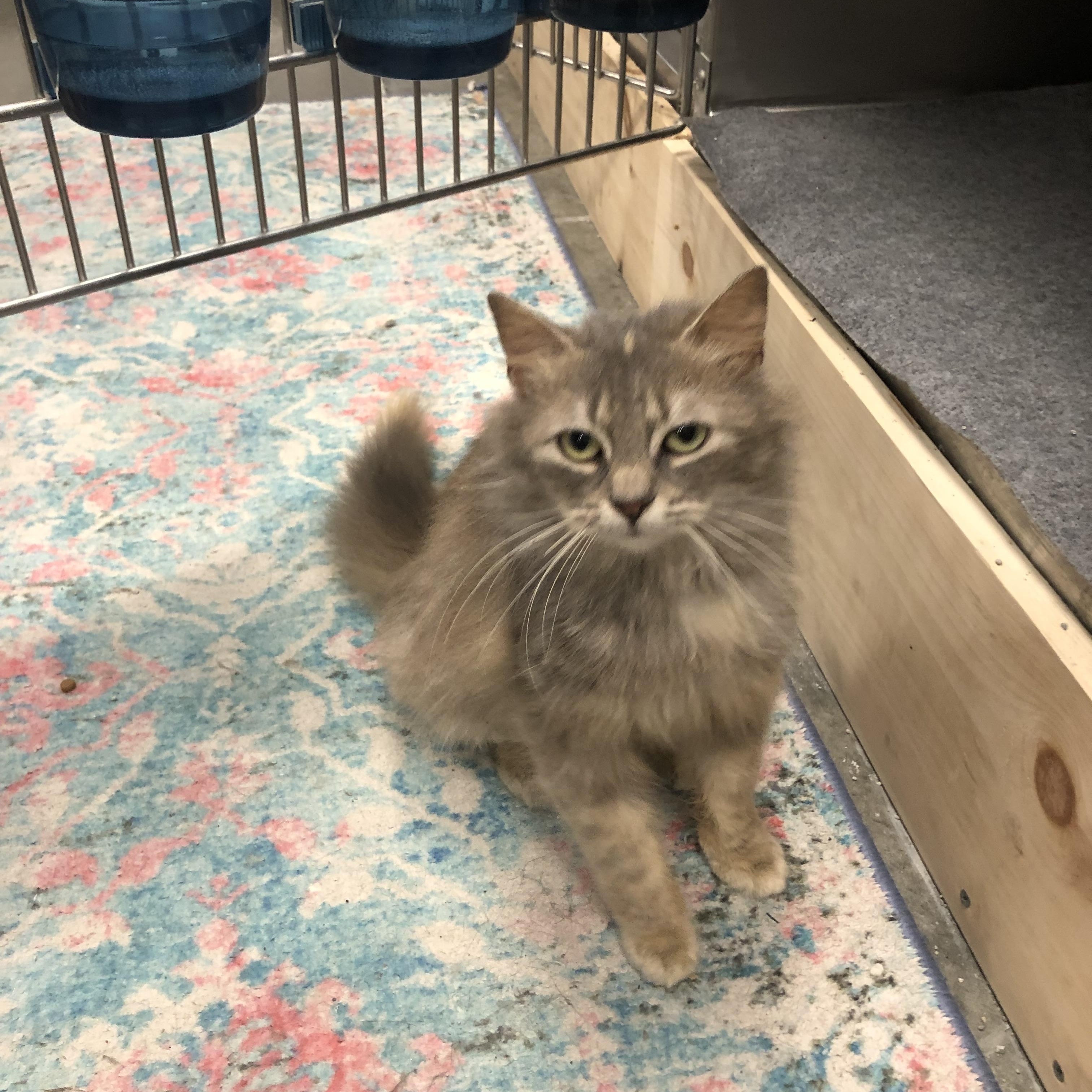 Cat for adoption - Lemon meringue, a Dilute Tortoiseshell in Richmond ...