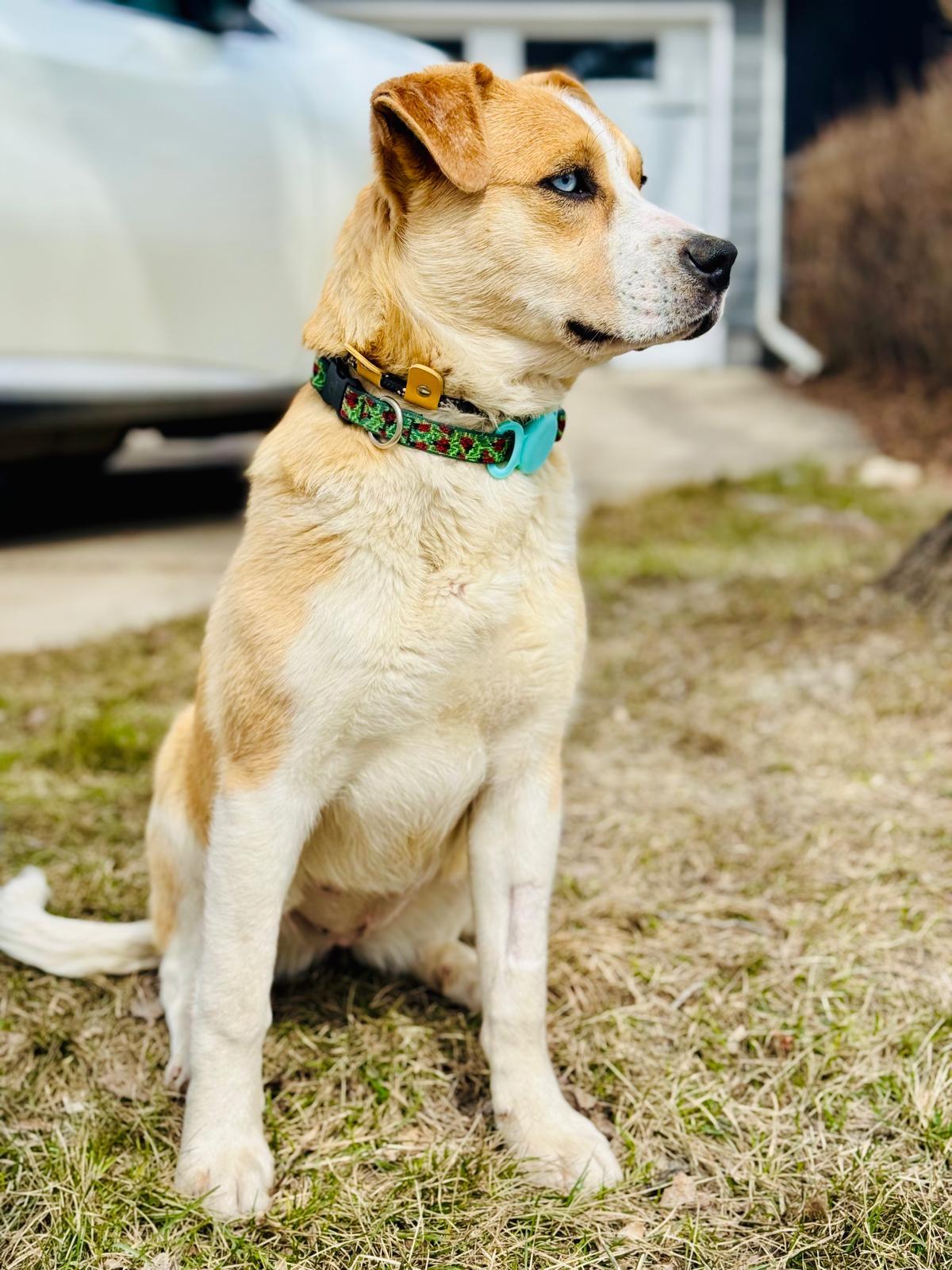 Available for Adoption - New Hope Dog Rescue