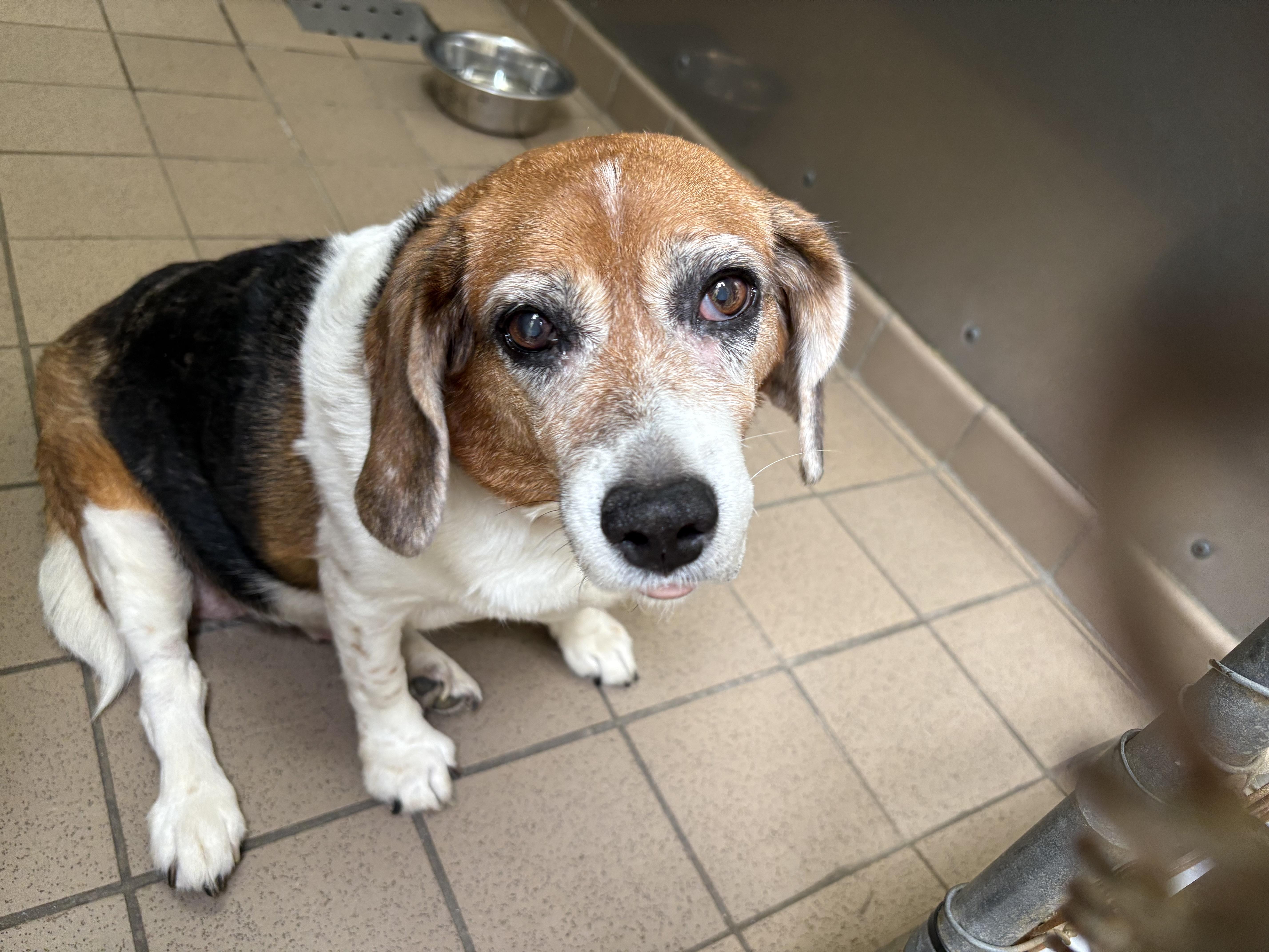 Dog for adoption - Daisy, a Beagle Mix in Wantagh, NY | Petfinder