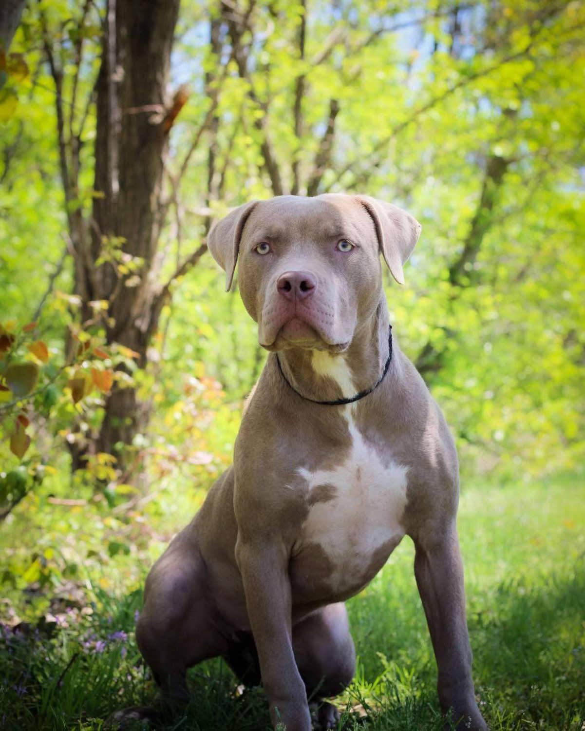 Dog for adoption - Venus, a Pit Bull Terrier in Stamford, CT | Petfinder