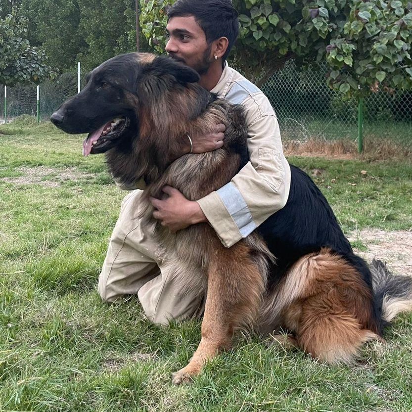 Dog for adoption - Khalu from Kuwait, a German Shepherd Dog in ...