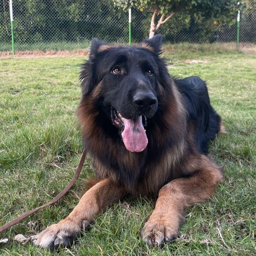 Dog for adoption - Khalu from Kuwait, a German Shepherd Dog in ...