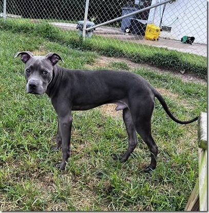 Dog for adoption - SMOKE Adorable 32 pounds 5 Months Old Blue Baby Boy ...