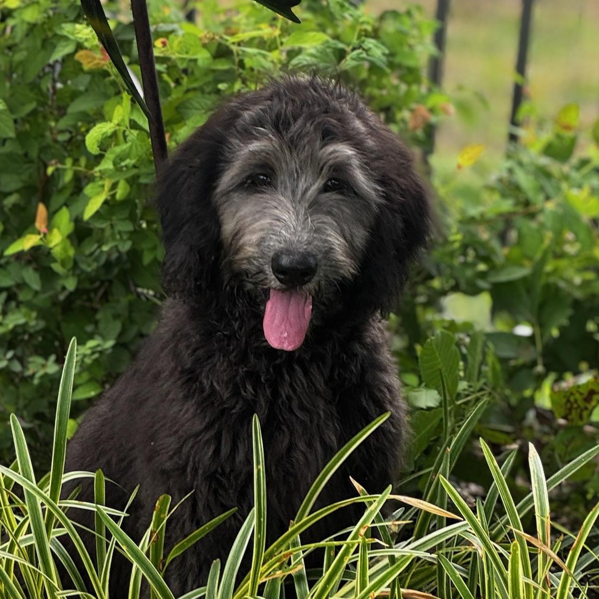 Dog for adoption - DIXIE-TEXAS, a Goldendoodle in TEMPLE, TX | Petfinder