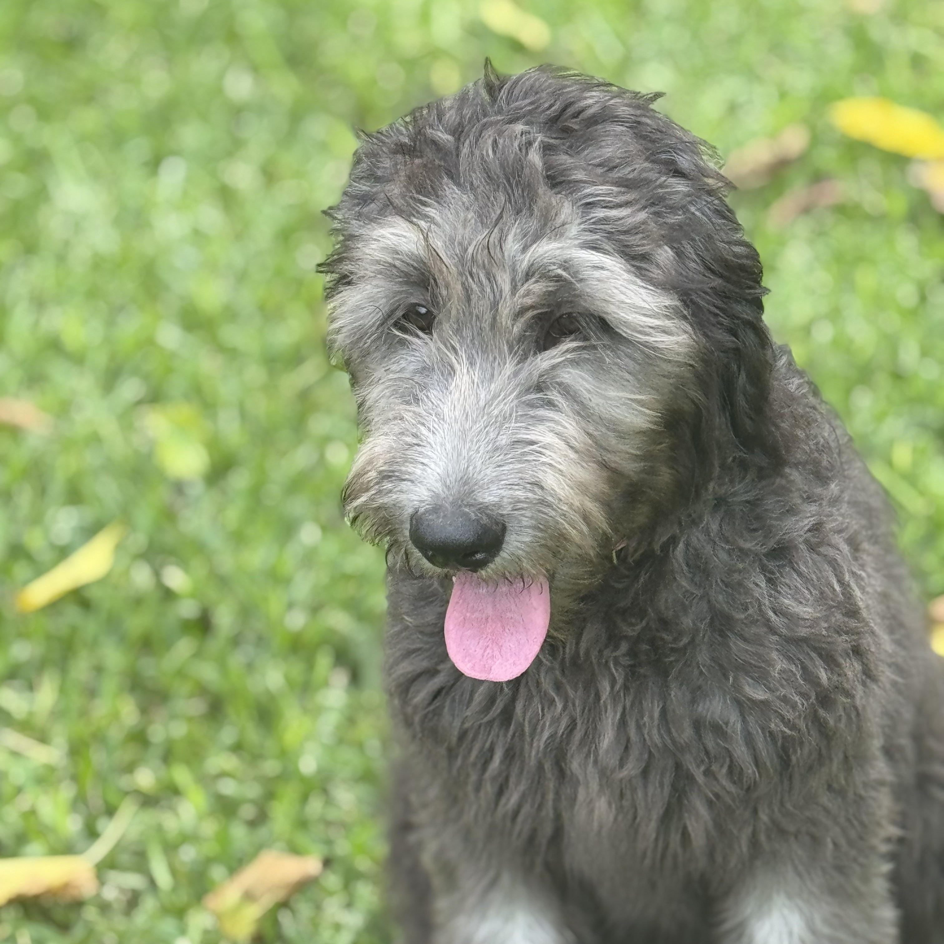 Dog for adoption - DIXIE-TEXAS, a Goldendoodle in TEMPLE, TX | Petfinder